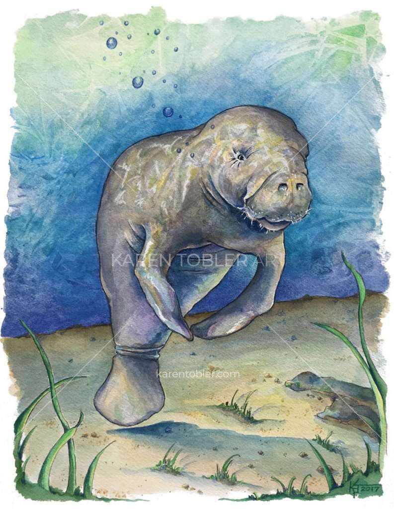 Barbara-Manatee – Karen Tobler – Watercolor Artist